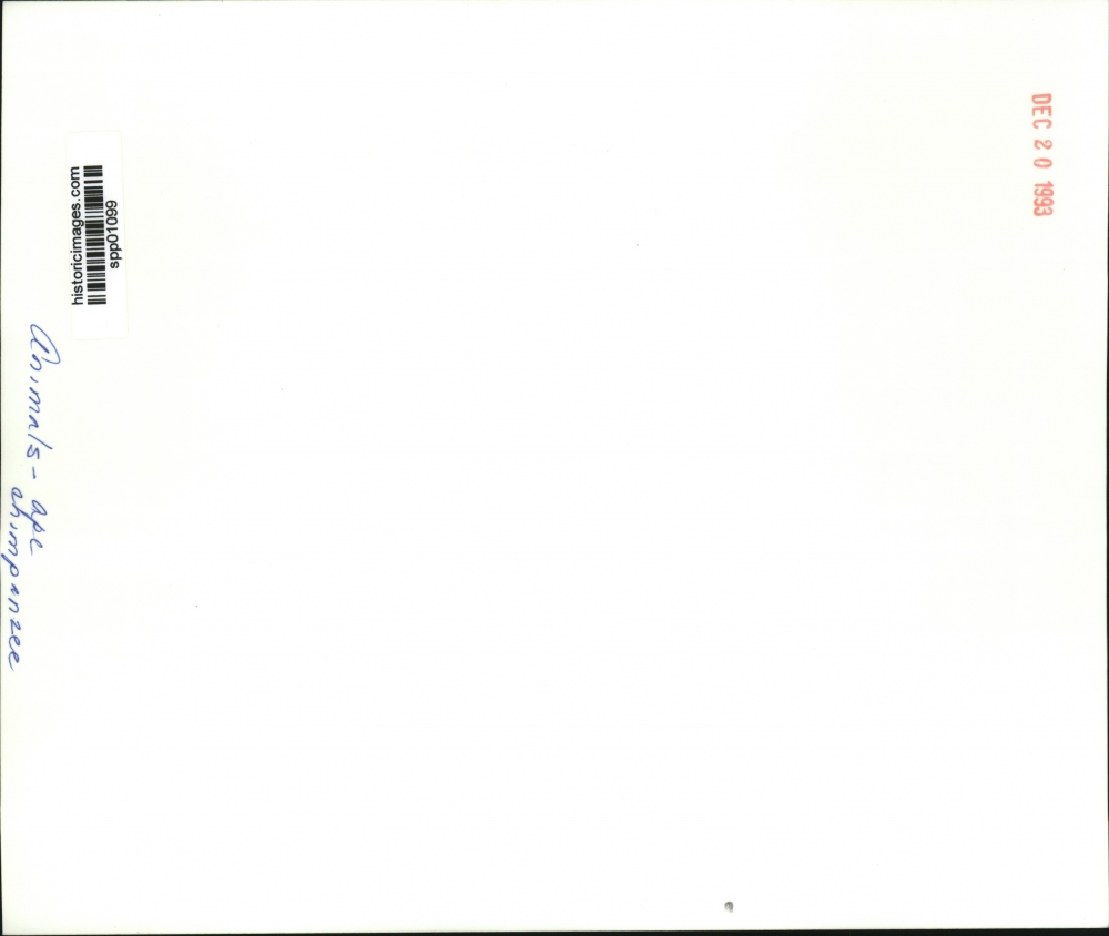 1993 Press Photo Kanzi the Chimpanzee - spp01099 - Historic Images